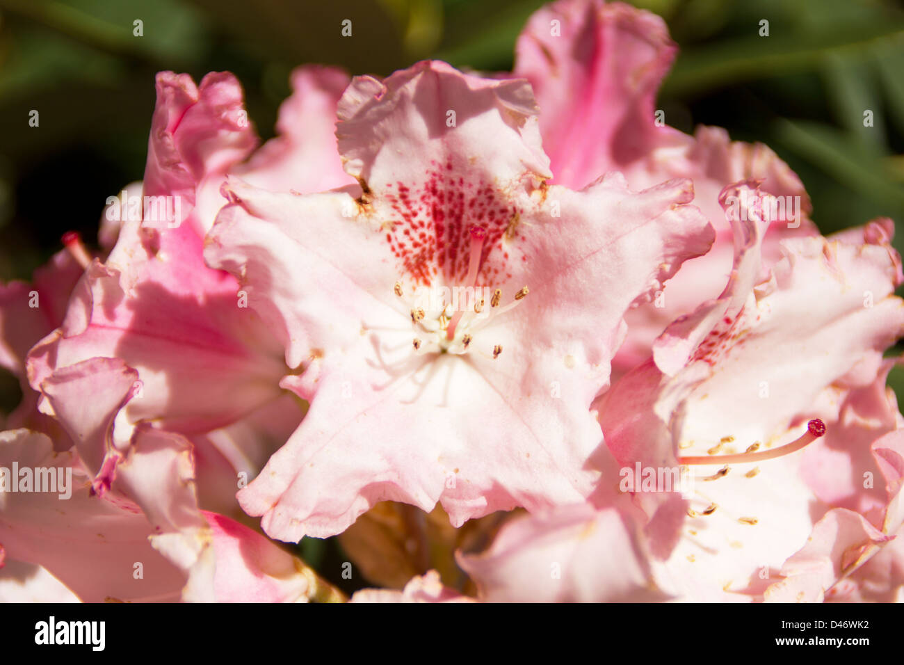 Beautiful european flowers hi-res stock photography and images - Alamy
