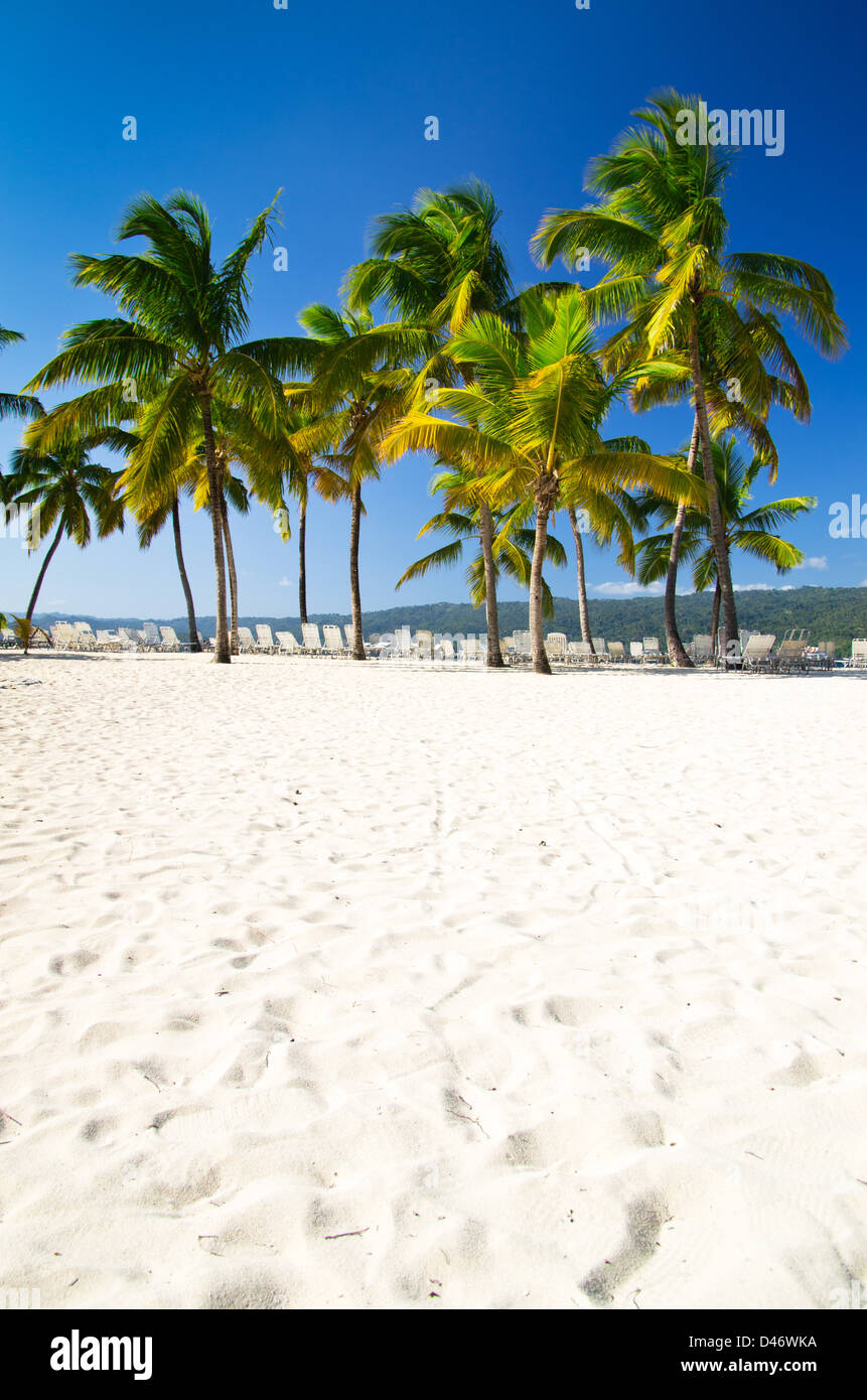 palms and sea beach Stock Photo - Alamy