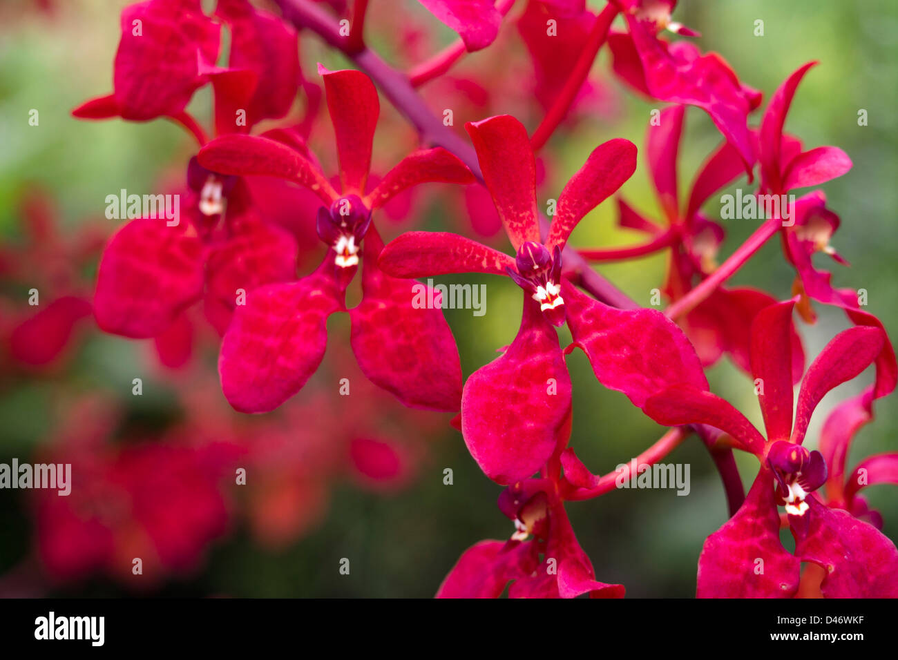 Red Orchid Flowers