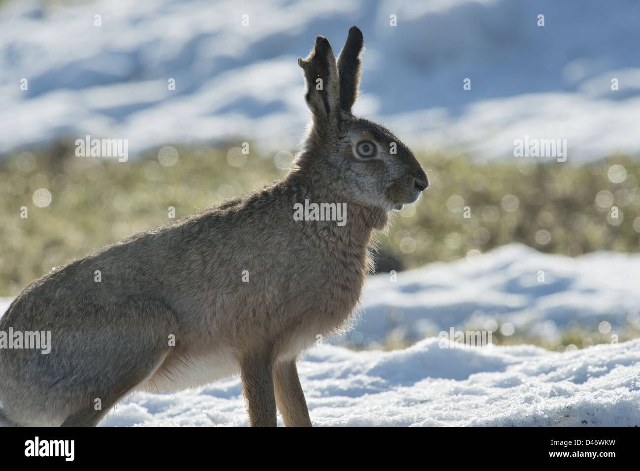 Common Hare (Lepus europaeus) running around in mating season Stock ...