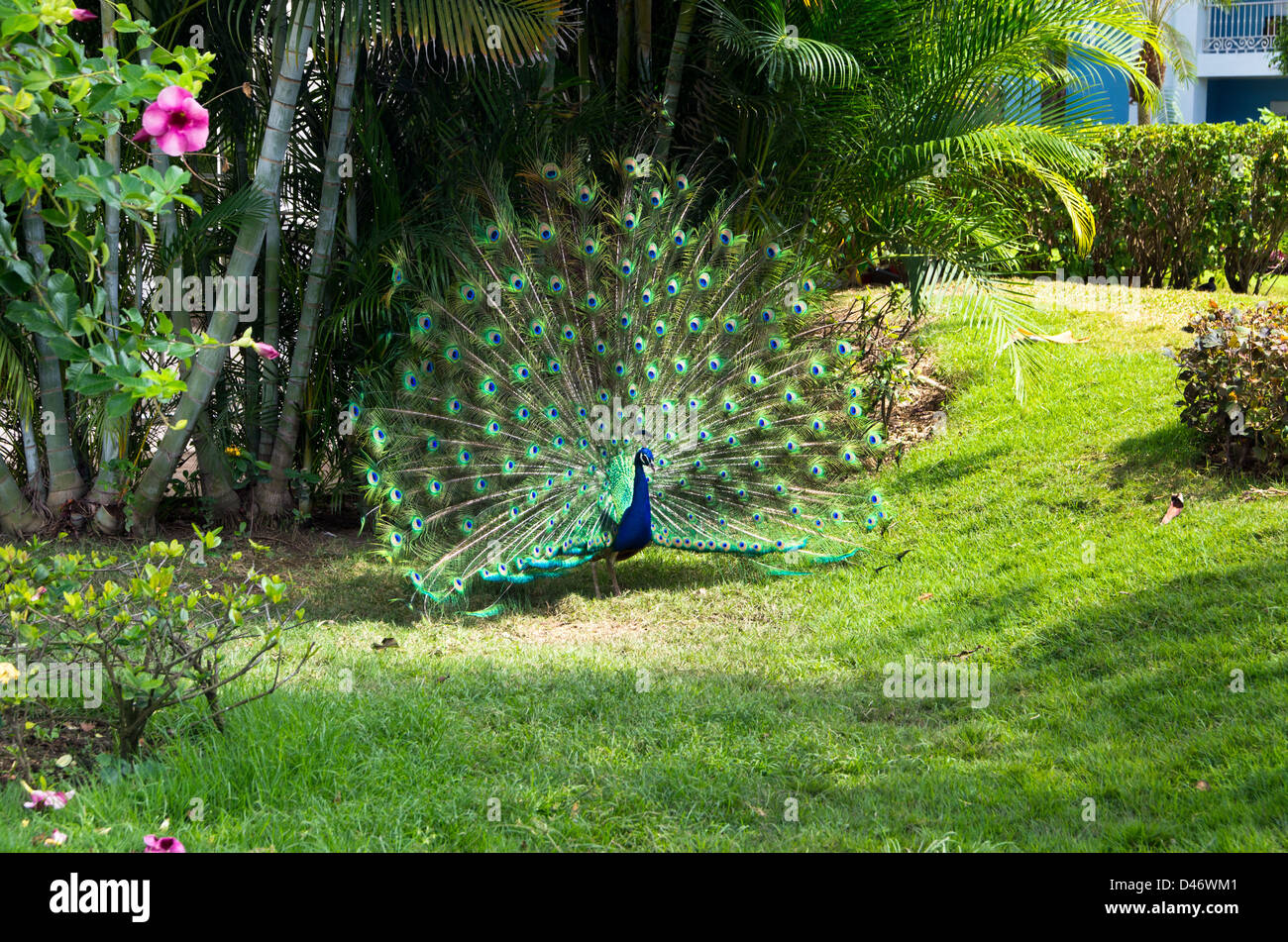 Portrait of peacock hi-res stock photography and images - Alamy