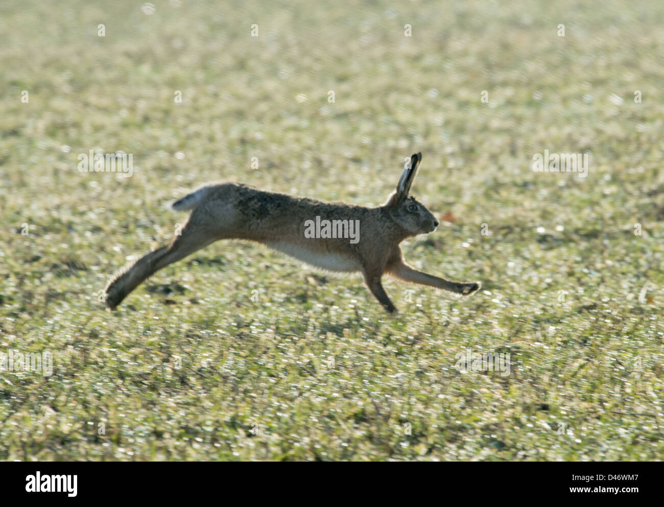 Common Hare (Lepus europaeus) running around in mating season Stock ...