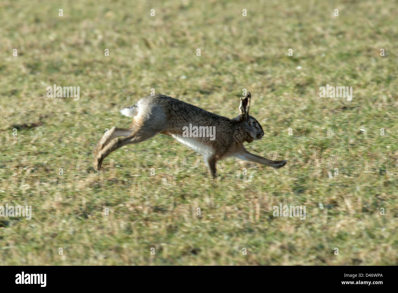 Common Hare (Lepus europaeus) running around in mating season Stock ...