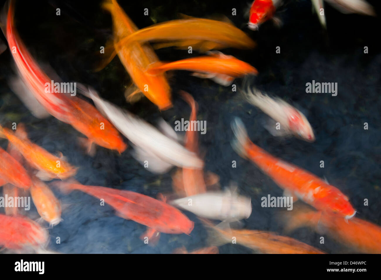 Koi fish cyprinus carpio hi-res stock photography and images - Alamy