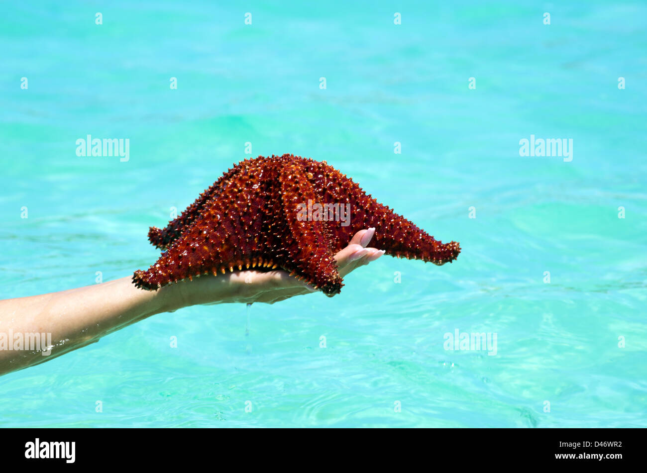 Starfish in hand in sea Stock Photo - Alamy