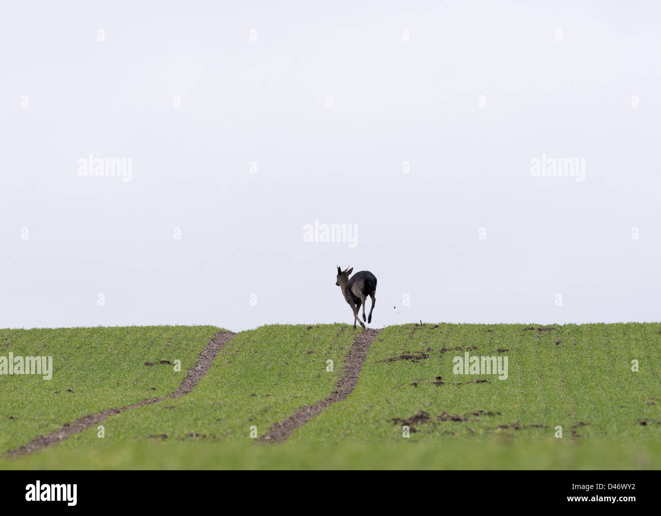 Fallow deer track hi-res stock photography and images - Alamy