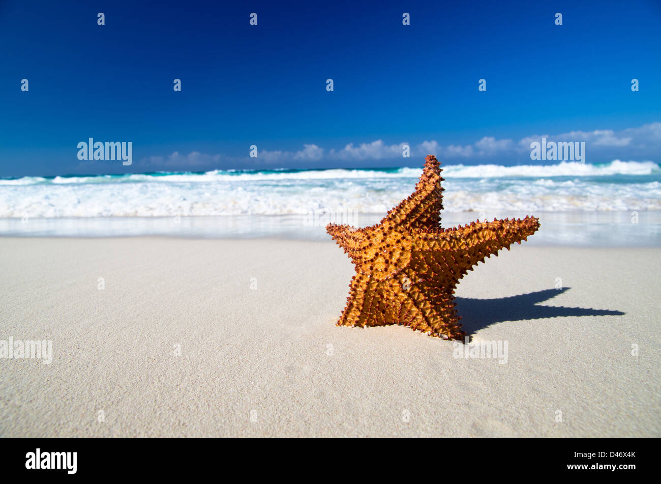 Caribbean starfish over sand beach Stock Photo - Alamy