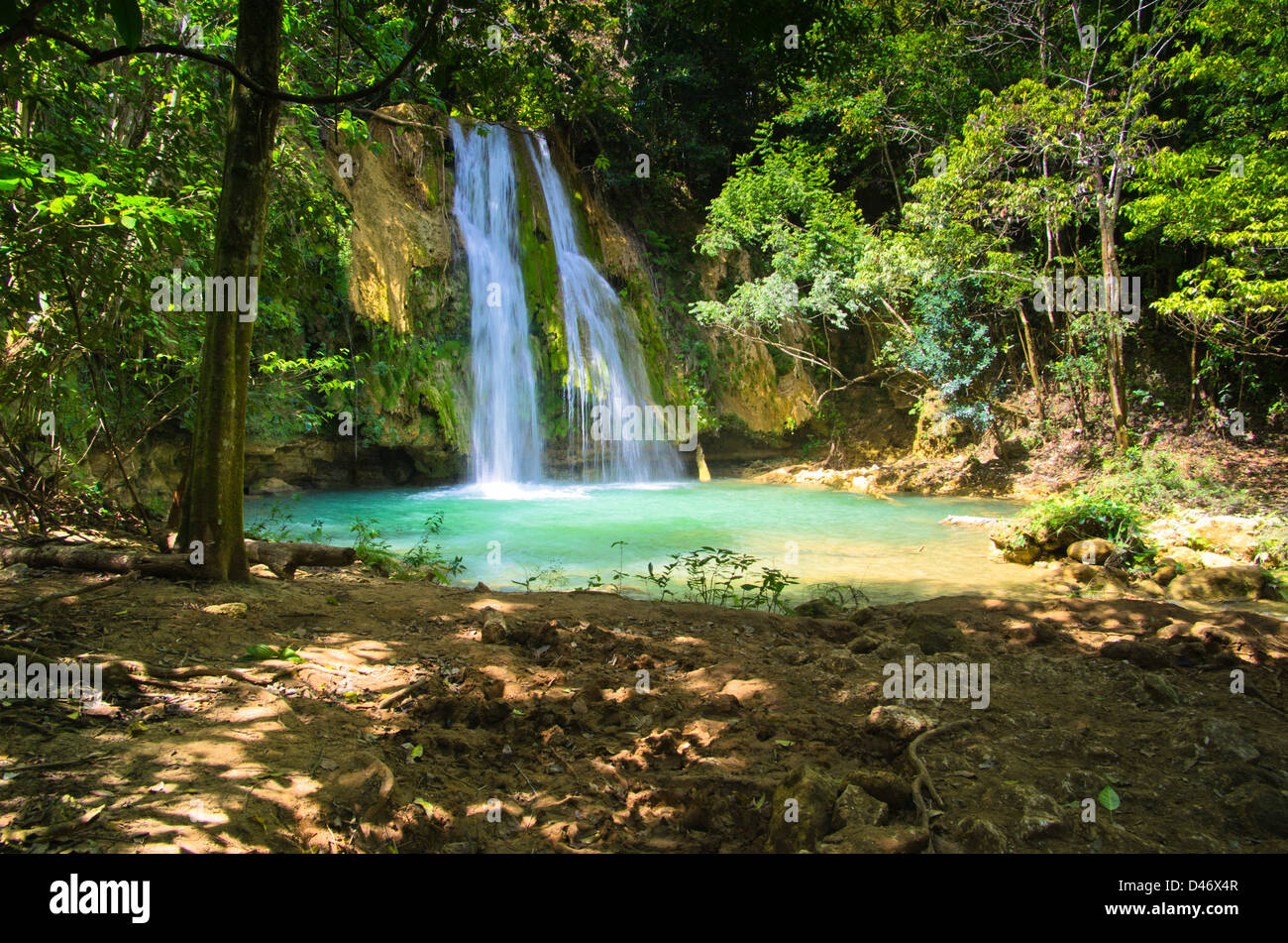 Deep green forest hi-res stock photography and images - Alamy