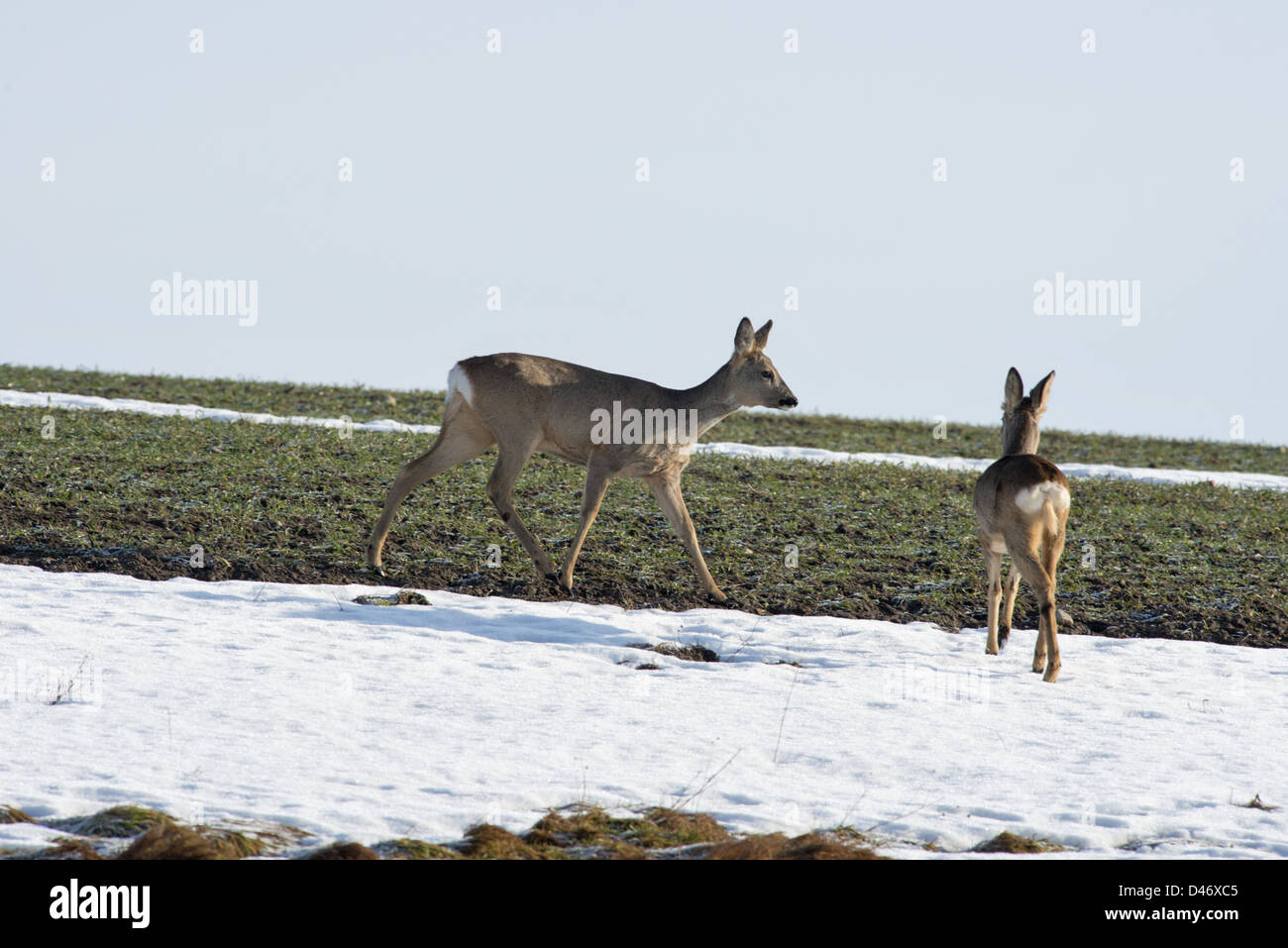 Fawn feeding from doe hi-res stock photography and images - Alamy