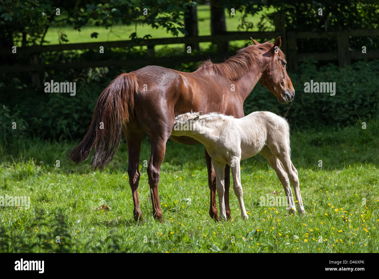 Foal Suckling In Field Stock Photo - Alamy