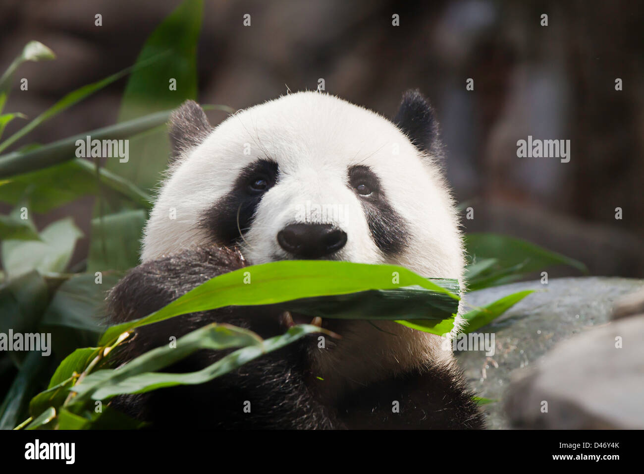 The Giant Panda, Ailuropoda melanoleuca, is a bear native to central ...