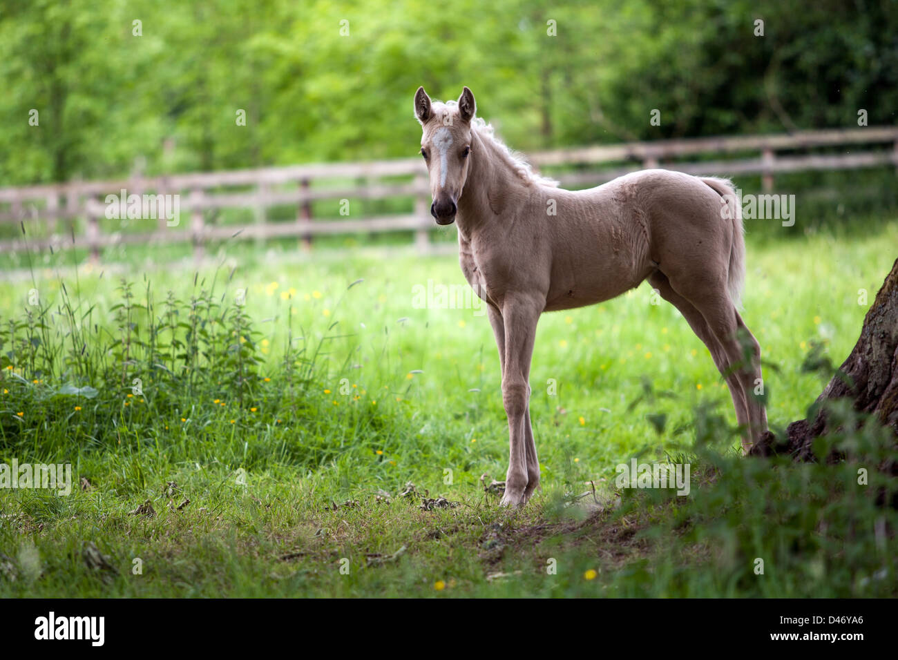Foal In Field 1 Stock Photo - Alamy
