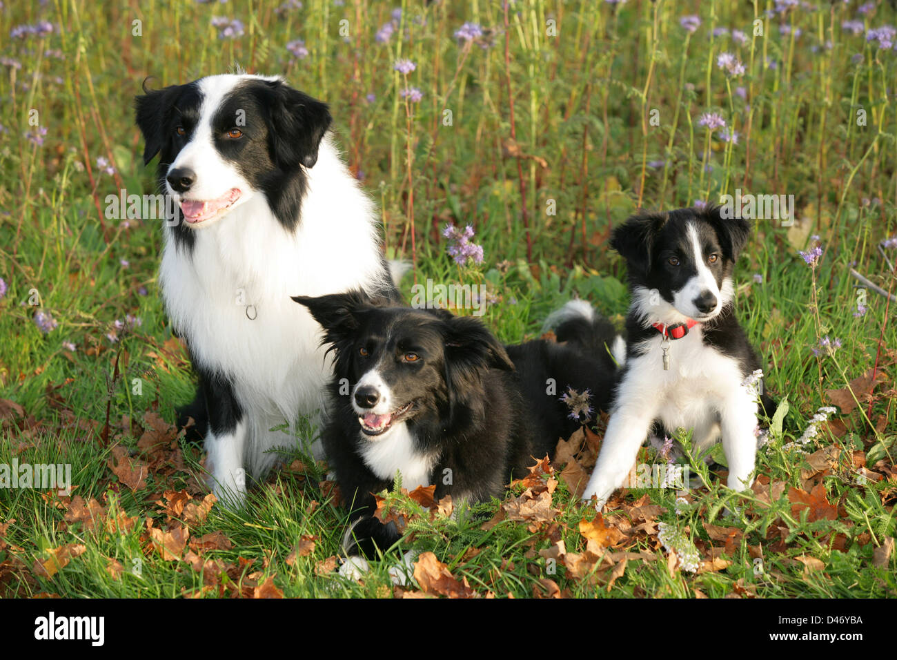 Border Collie. Family sitting in grass Stock Photo - Alamy