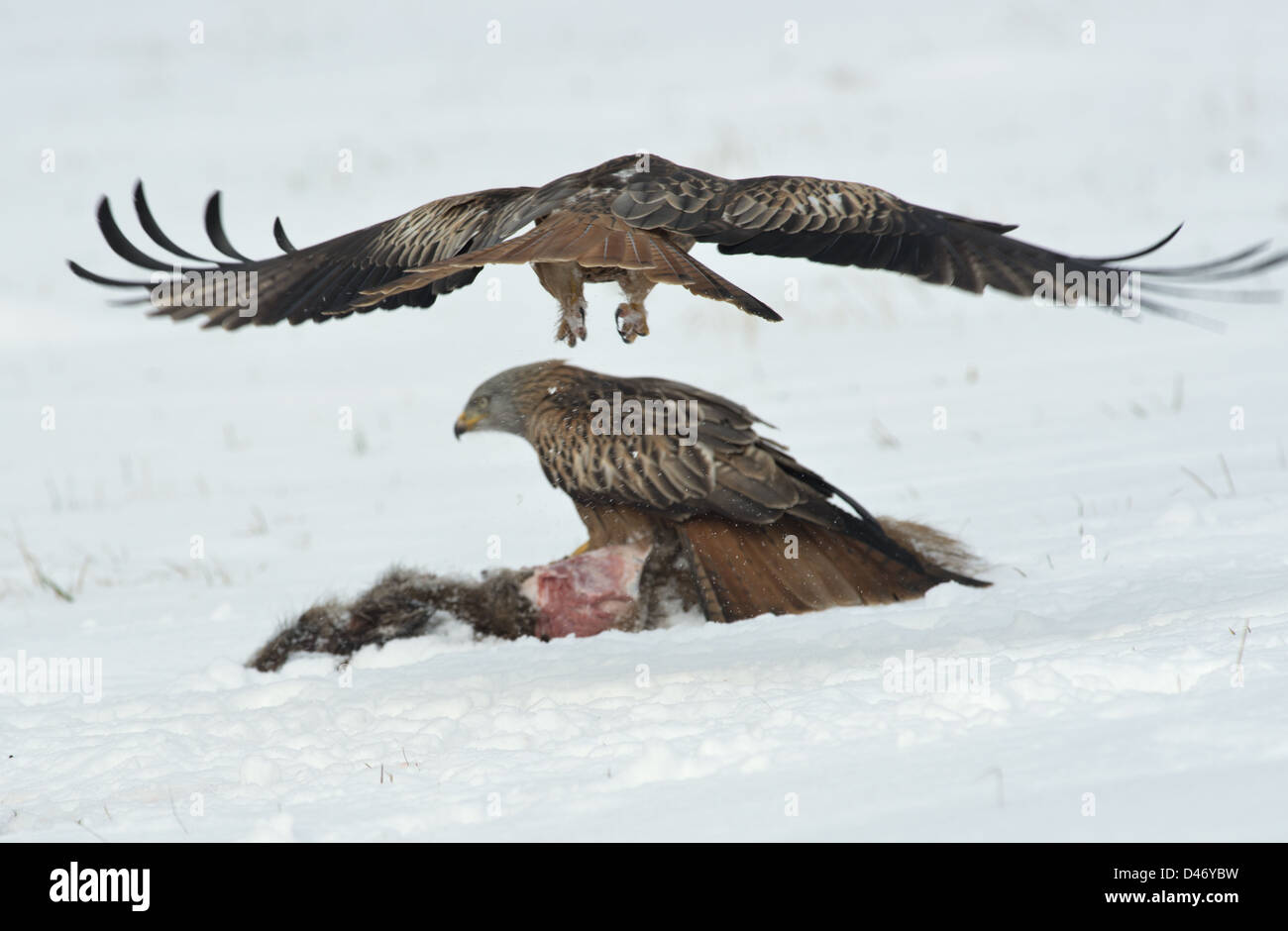Red kite feeding on the wing hi-res stock photography and images - Alamy