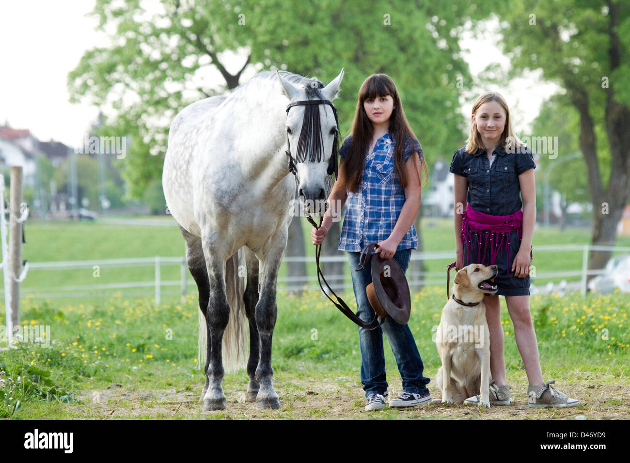 Two girls with a gray horse and a Labrador Retriever in a paddock Stock ...