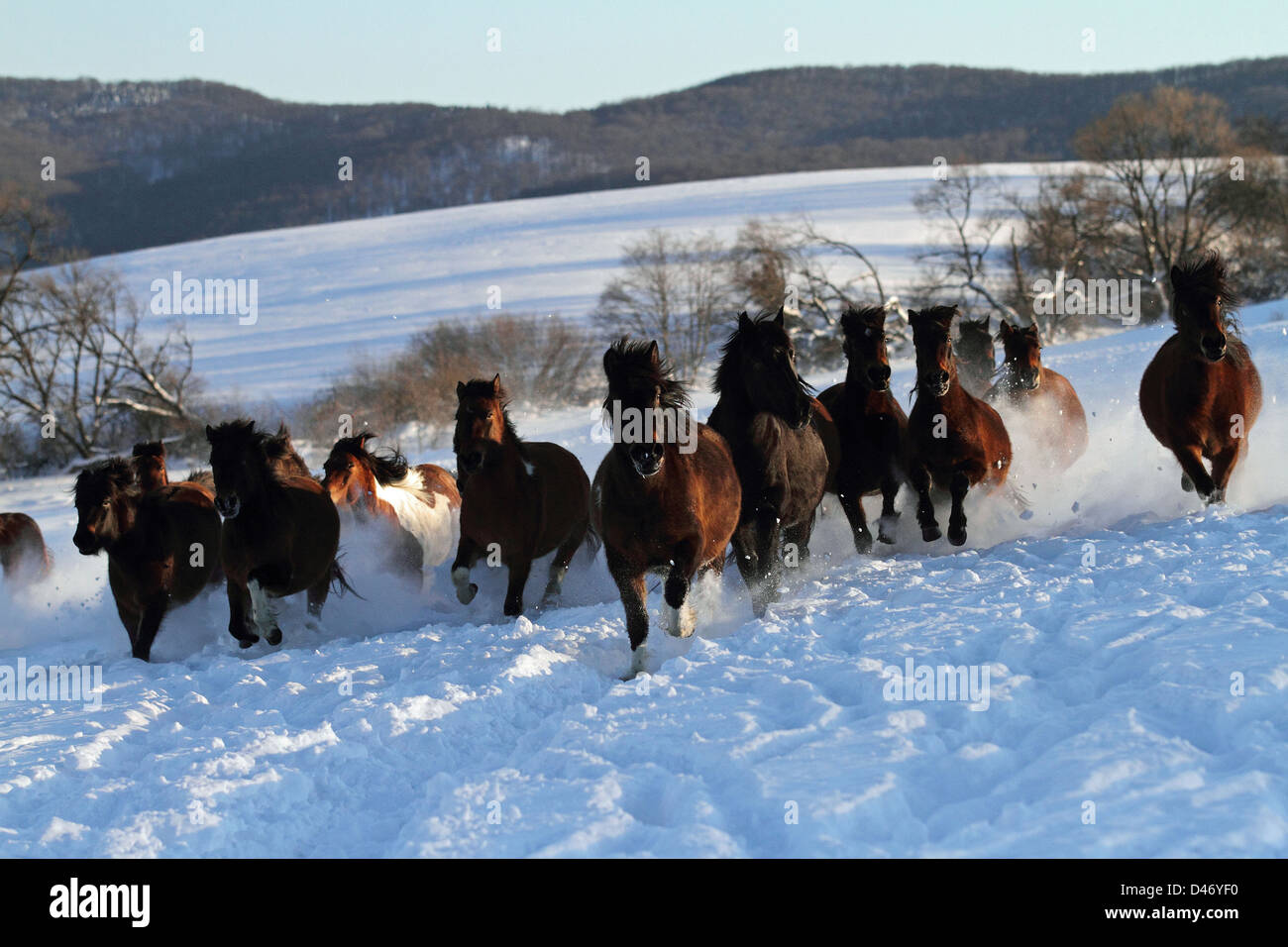 Huzul galopping on a hi-res stock photography and images - Alamy