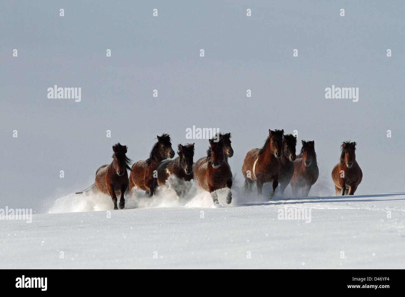 Hucul Pony, Carpathian Pony, Huzul. Herd galopping on a snowy meadow ...