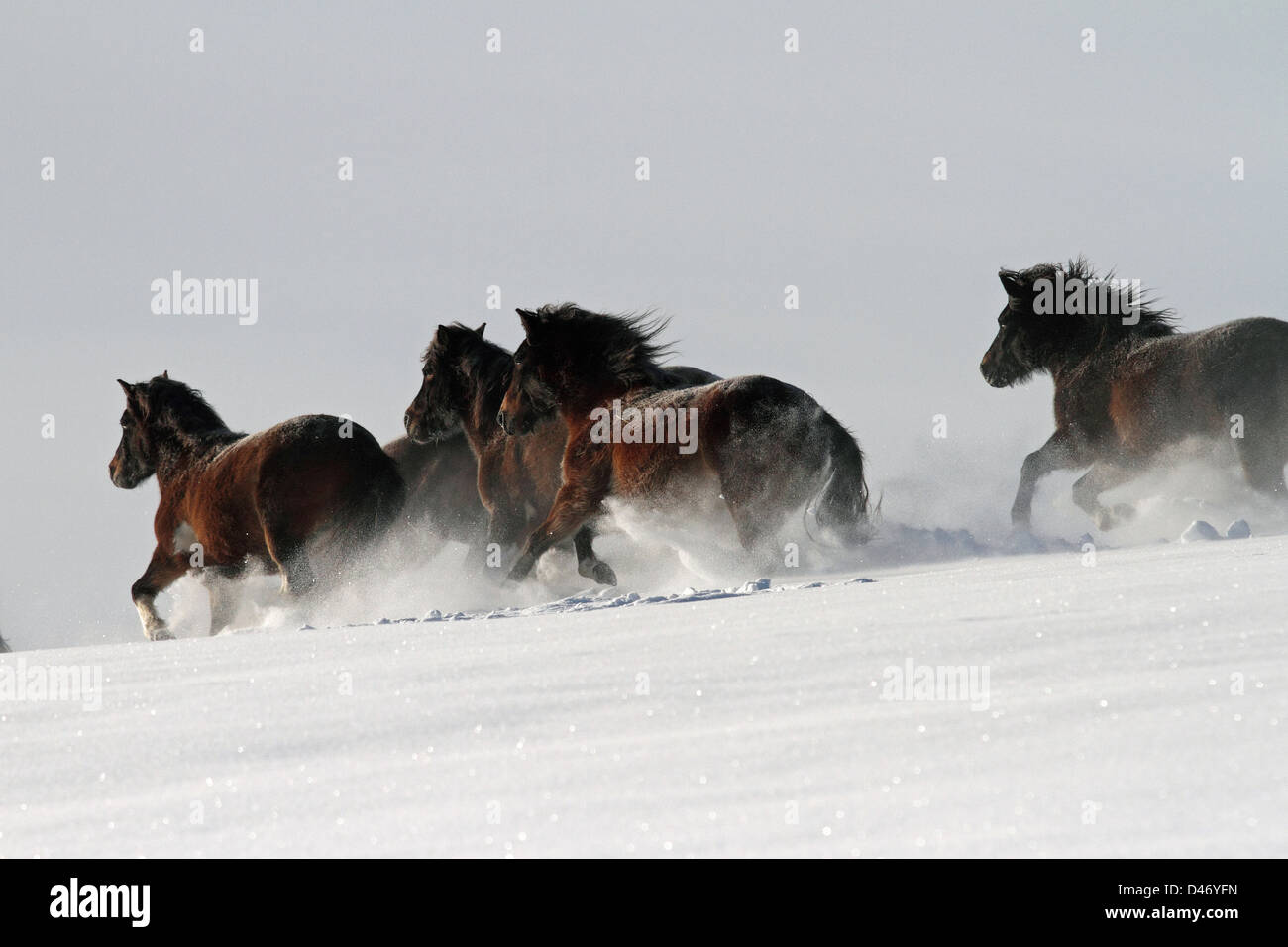 Huzul galopping on a hi-res stock photography and images - Alamy