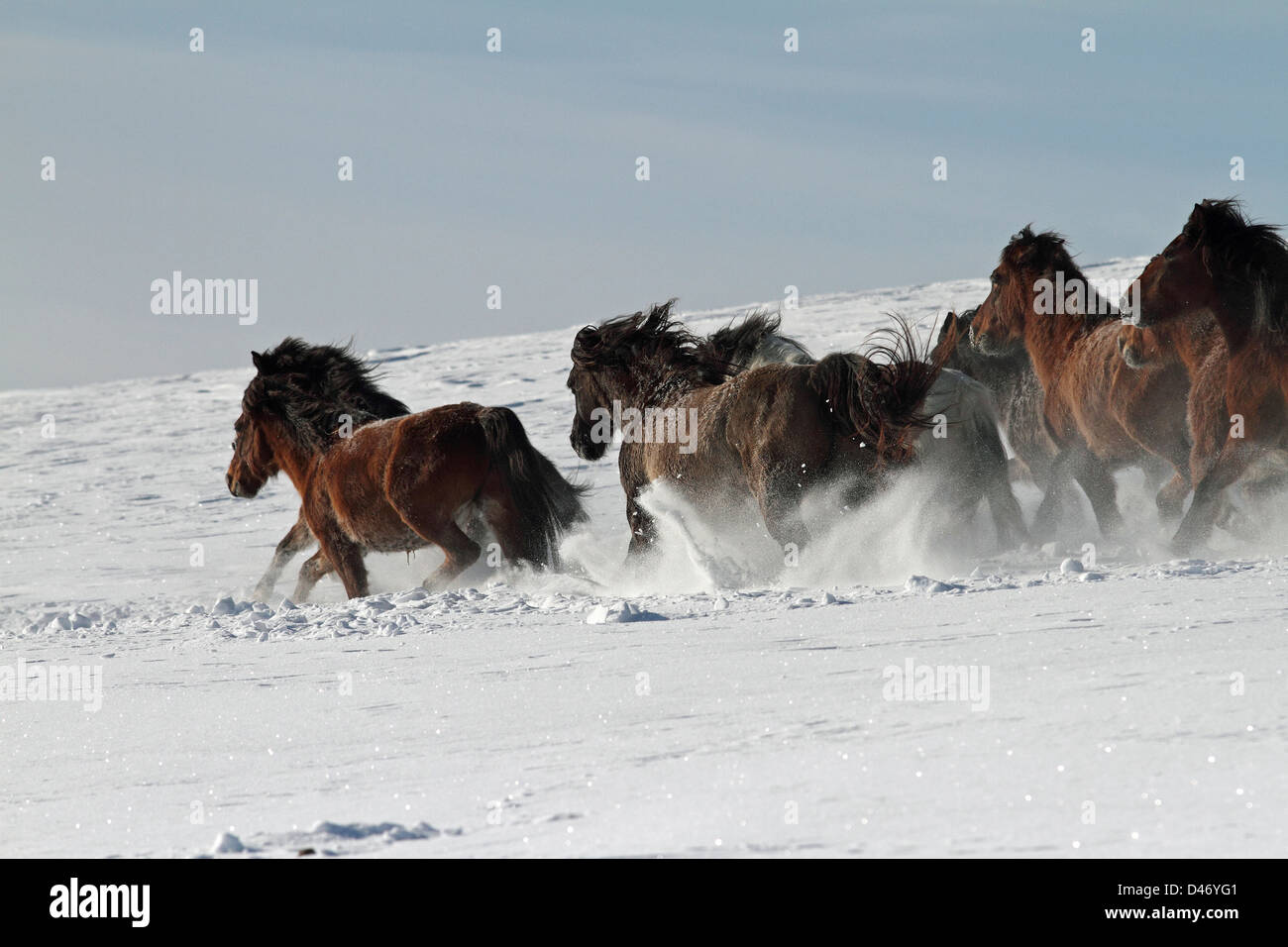 Hucul Pony, Carpathian Pony, Huzul. Herd galopping on a snowy meadow ...