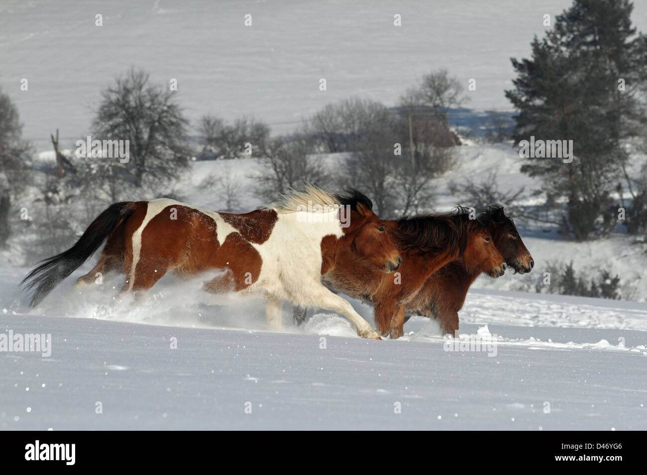 Hucul Pony, Carpathian Pony, Huzul. Three horses galopping on a snowy ...