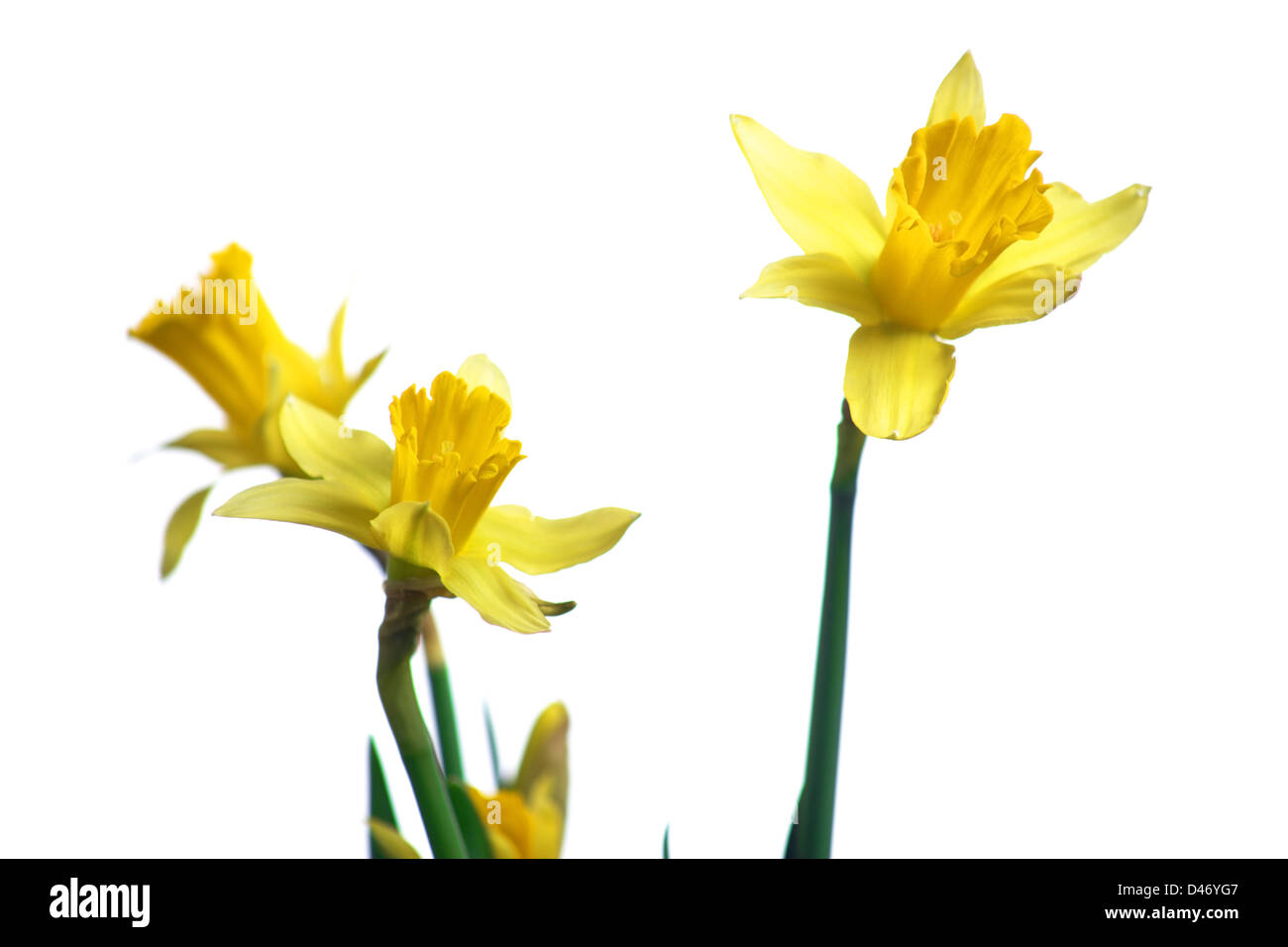 Daffodils bloom in spring garden Cut Out Stock Images & Pictures - Alamy
