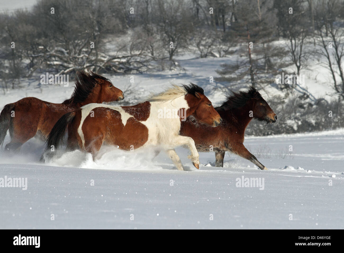 Hucul Pony, Carpathian Pony, Huzul. Three horses galopping on a snowy ...