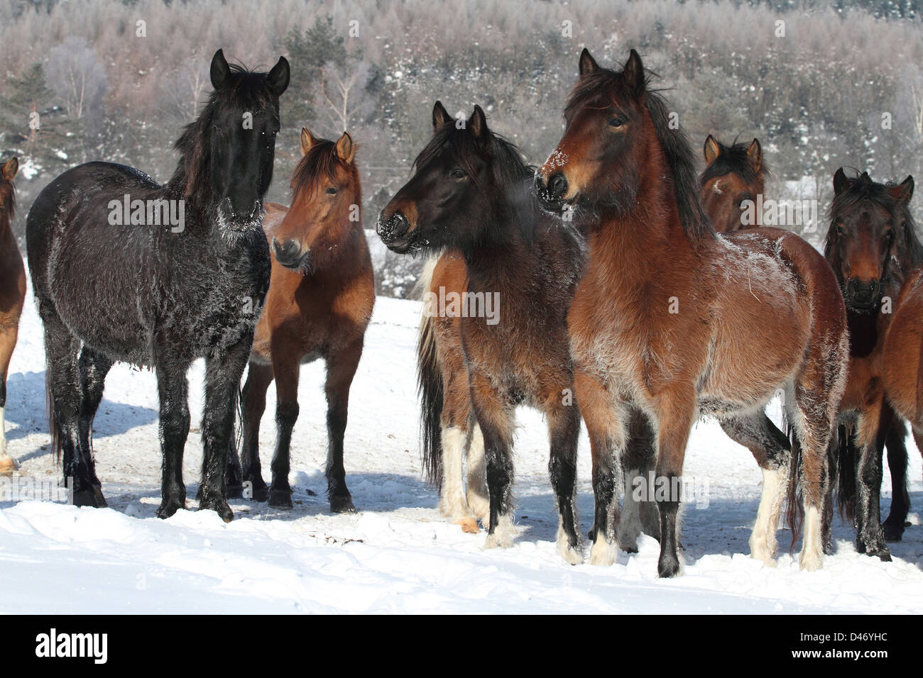 Huzul herd standing hi-res stock photography and images - Alamy