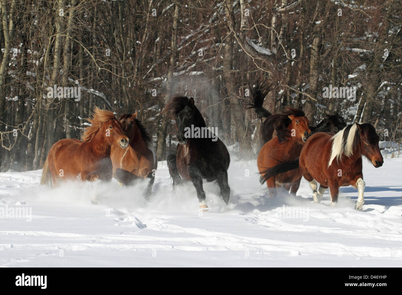 Huzul group playing hi-res stock photography and images - Alamy
