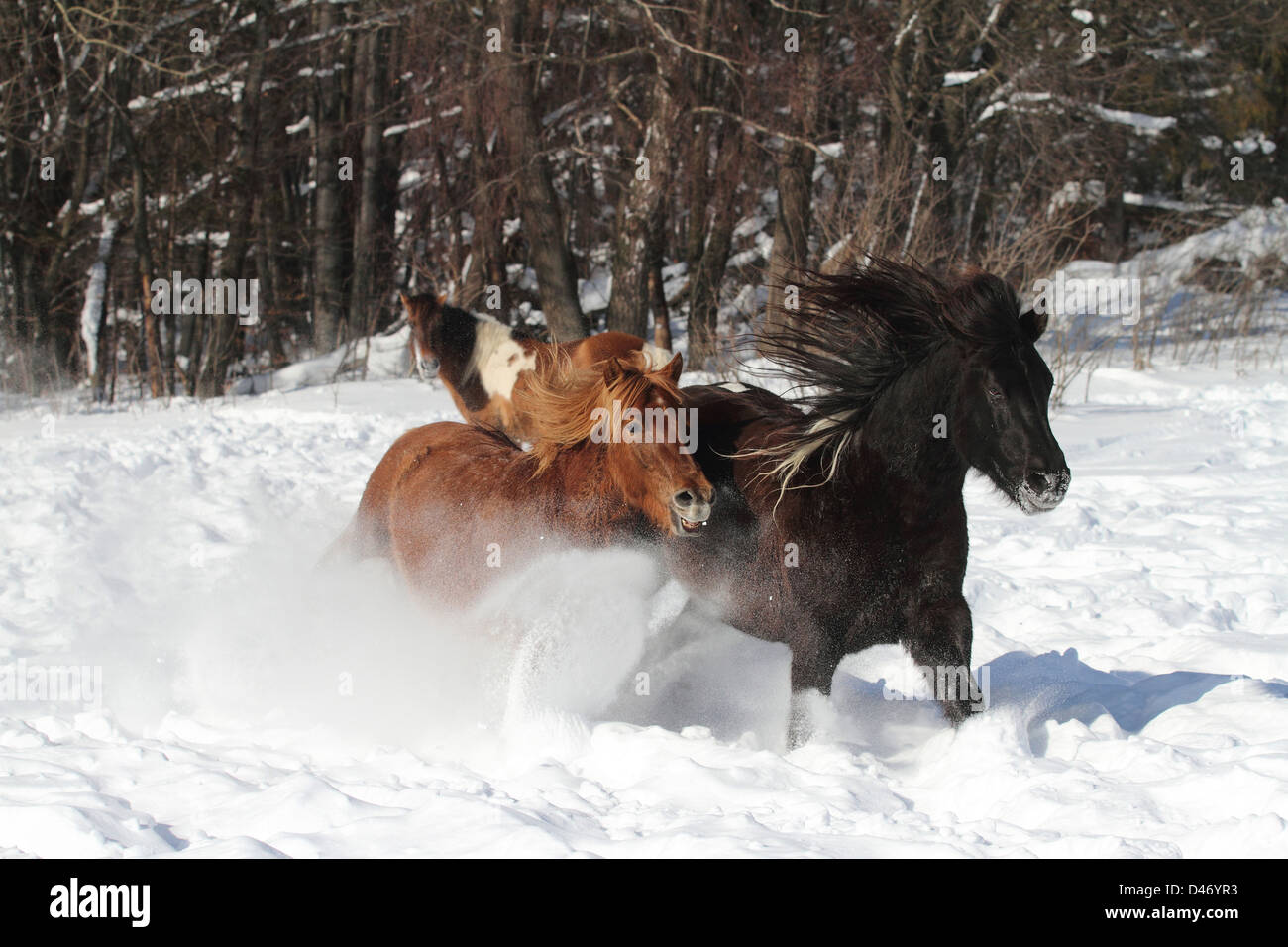 Hucul Pony, Carpathian Pony, Huzul. Two horses galopping on a snowy ...