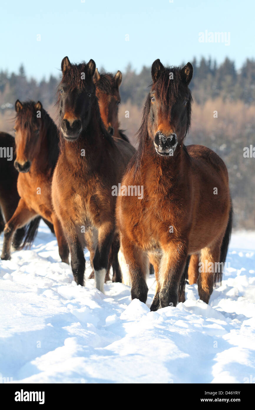 Hucul Pony, Carpathian Pony, Huzul. Herd standing on a snowy meadow ...