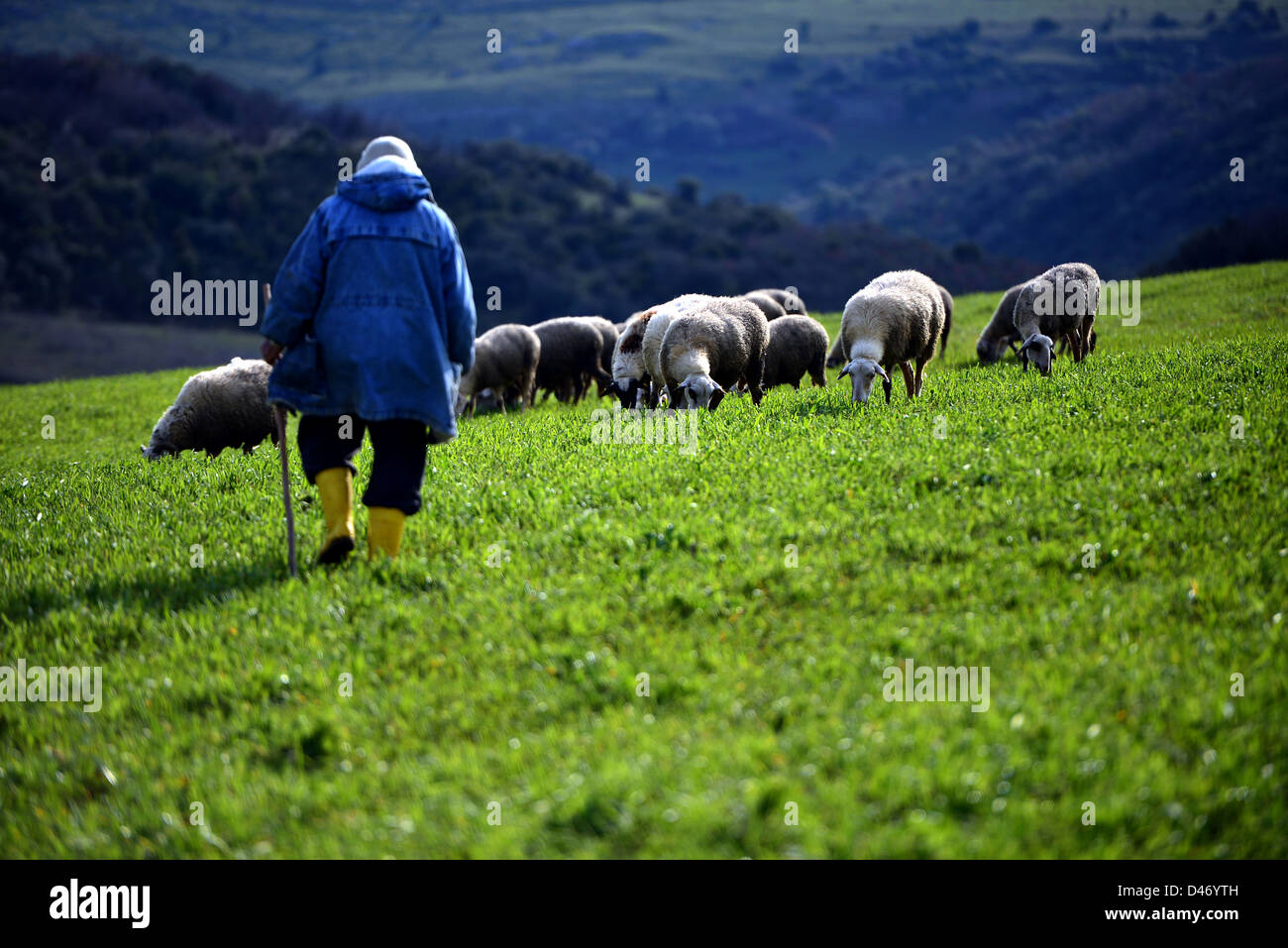 Shepherd Stock Photos & Shepherd Stock Images - Alamy