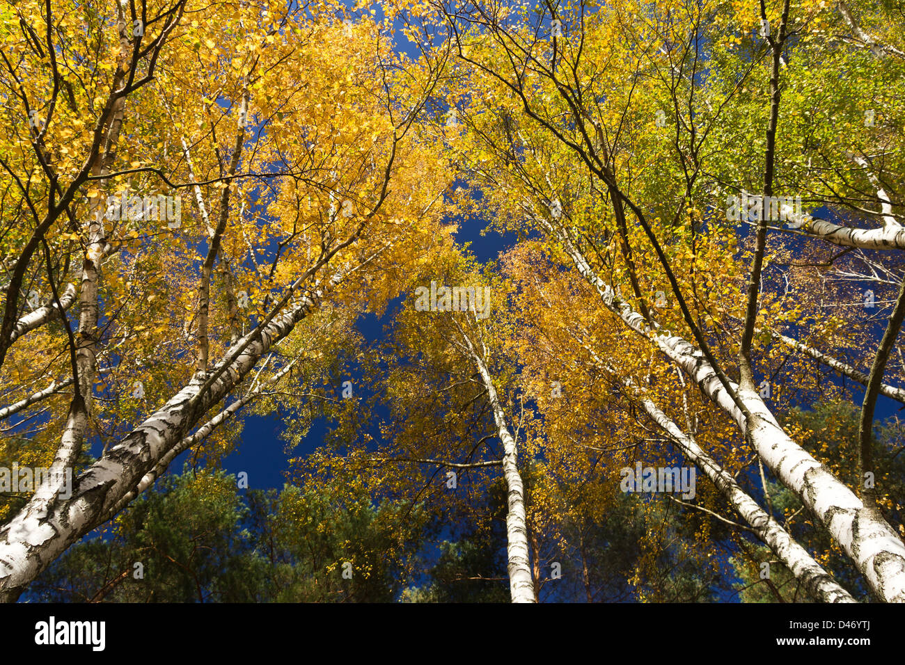 Tree crown shapes hi-res stock photography and images - Alamy