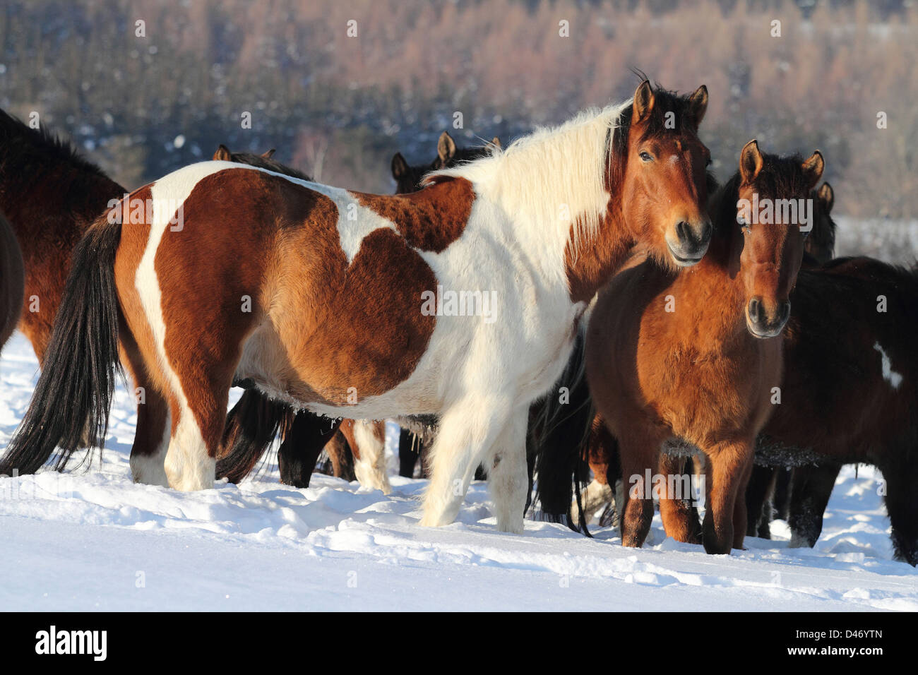 Hucul Pony, Carpathian Pony, Huzul. Herd standing on a snowy meadow ...