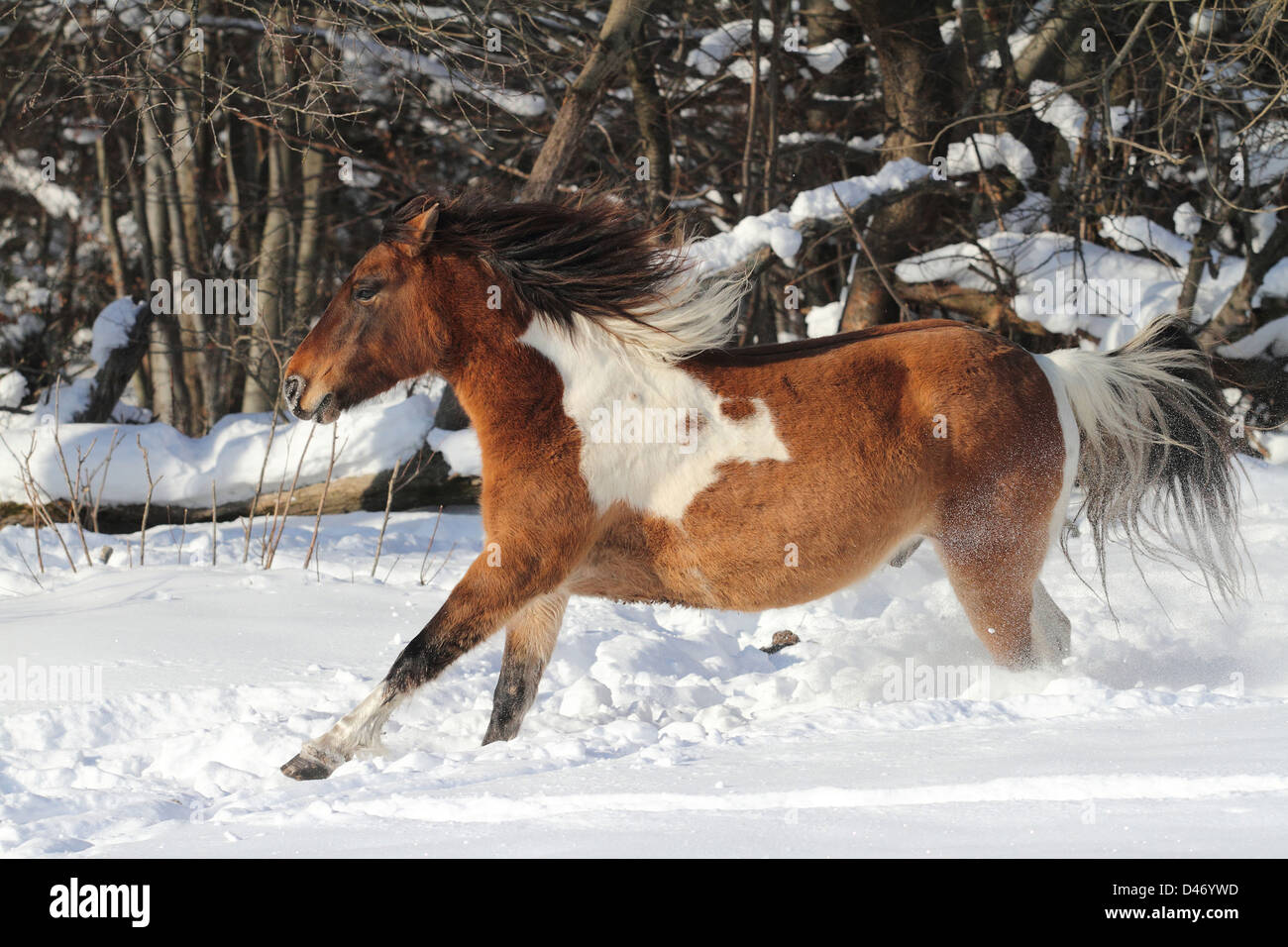 Hucul Pony, Carpathian Pony, Huzul. Pinto galopping on a snowy meadow ...