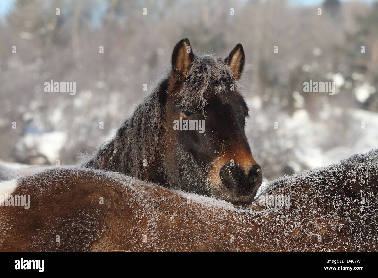 Hucul Pony, Carpathian Pony, Huzul. Portrait of adult in snow Stock ...