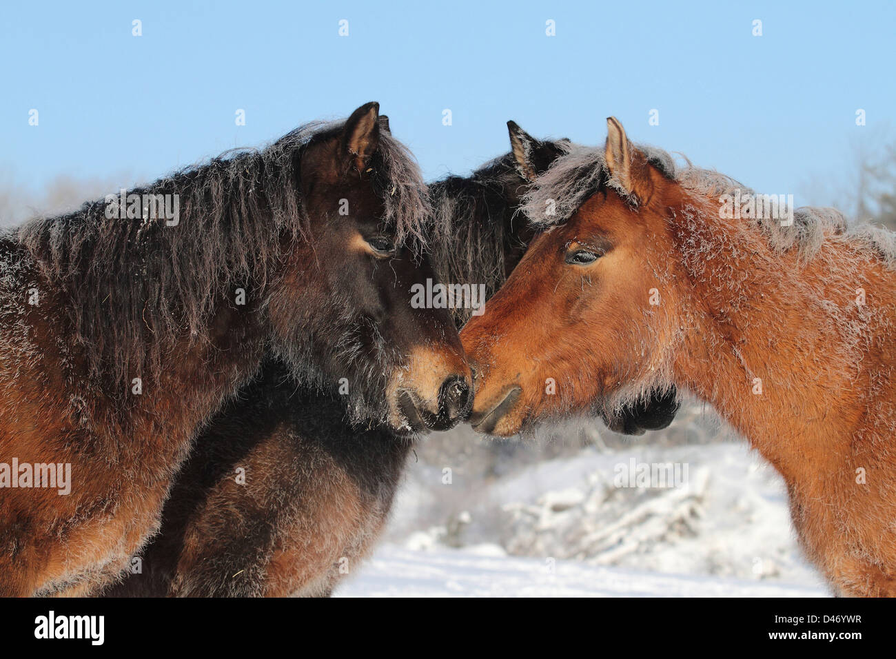 Hucul Pony, Carpathian Pony, Huzul. Three adults in snow sticking heads ...
