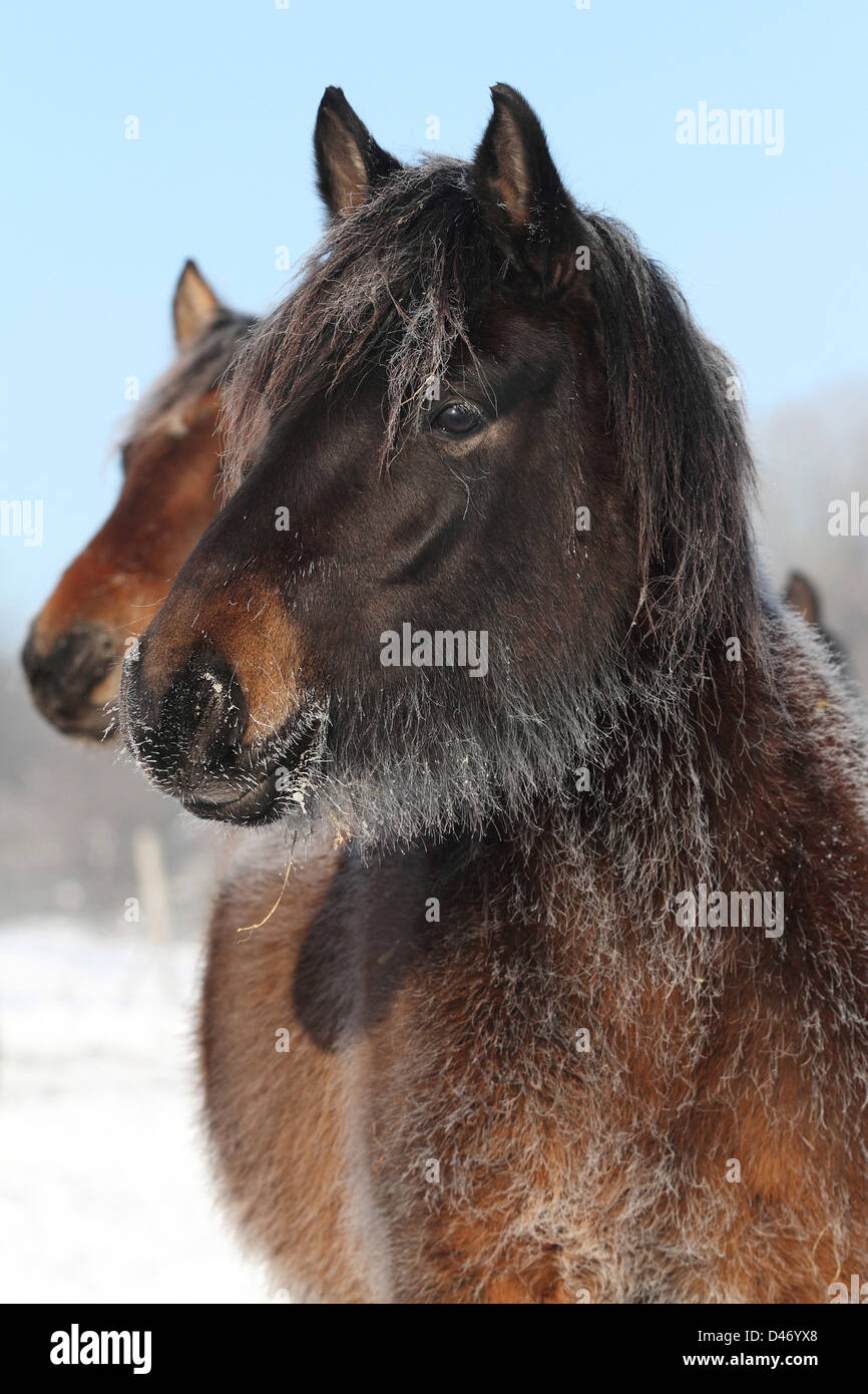 Hucul Pony, Carpathian Pony, Huzul. Portrait of two adults in snow ...
