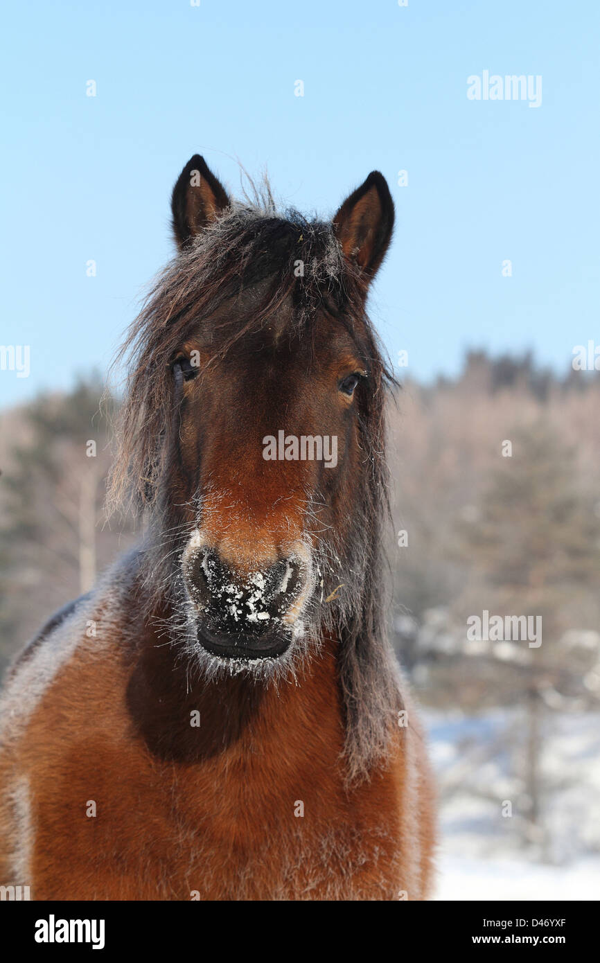 Carpathian pony hi-res stock photography and images - Alamy