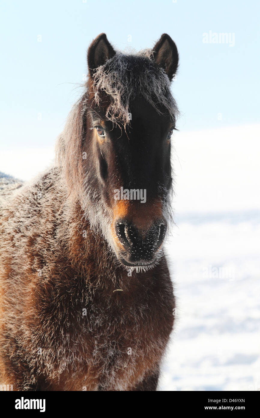Hucul Pony, Carpathian Pony, Huzul. Portrait of adult in snow Stock ...