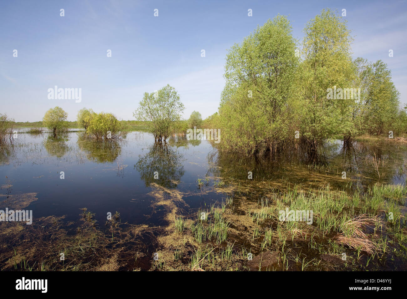 Flooded riverine landscape. Prypyatskiy National Park, Belarus Stock ...