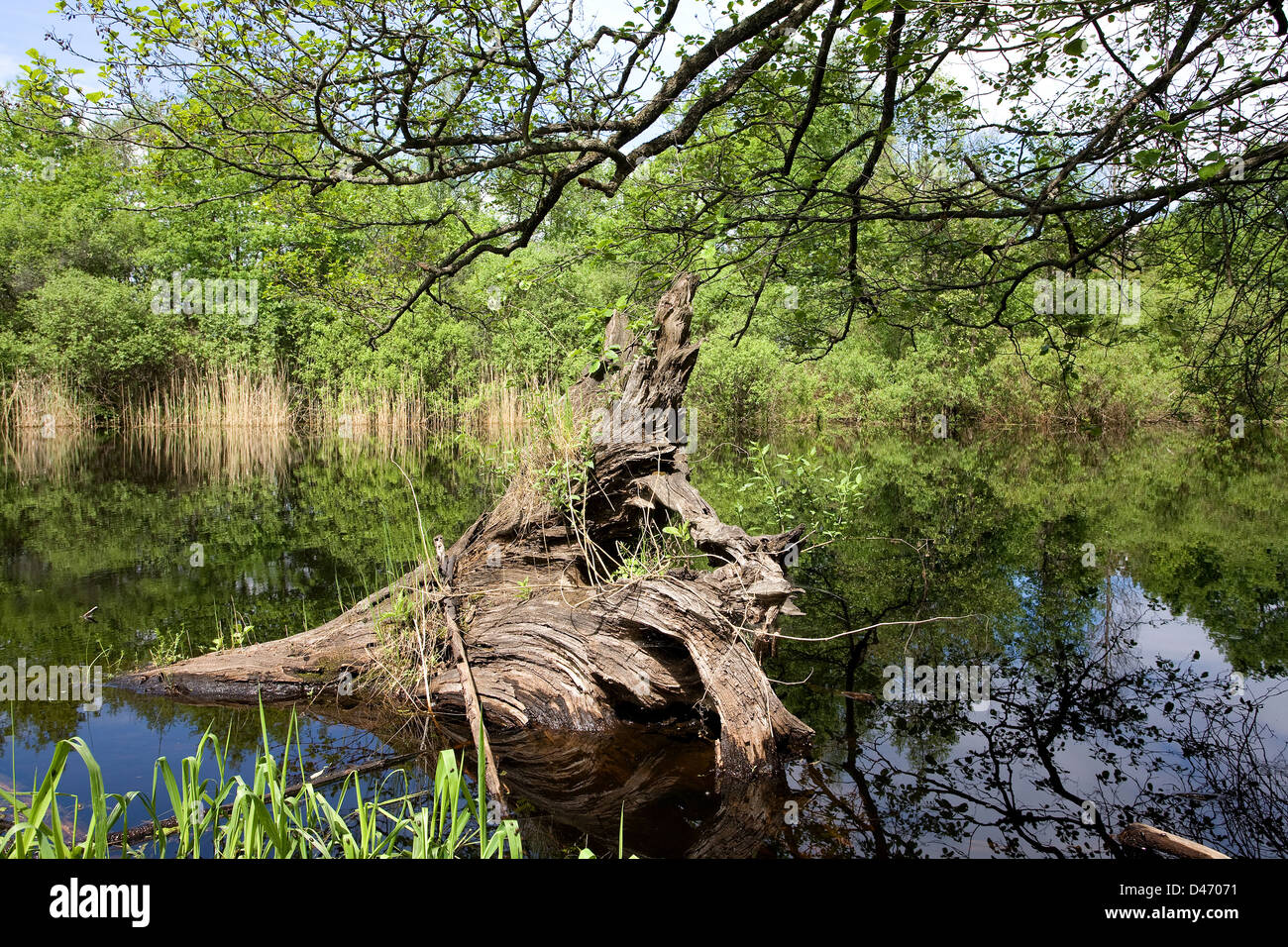 Riverine landscape. Prypyatskiy National Park, Belarus Stock Photo - Alamy