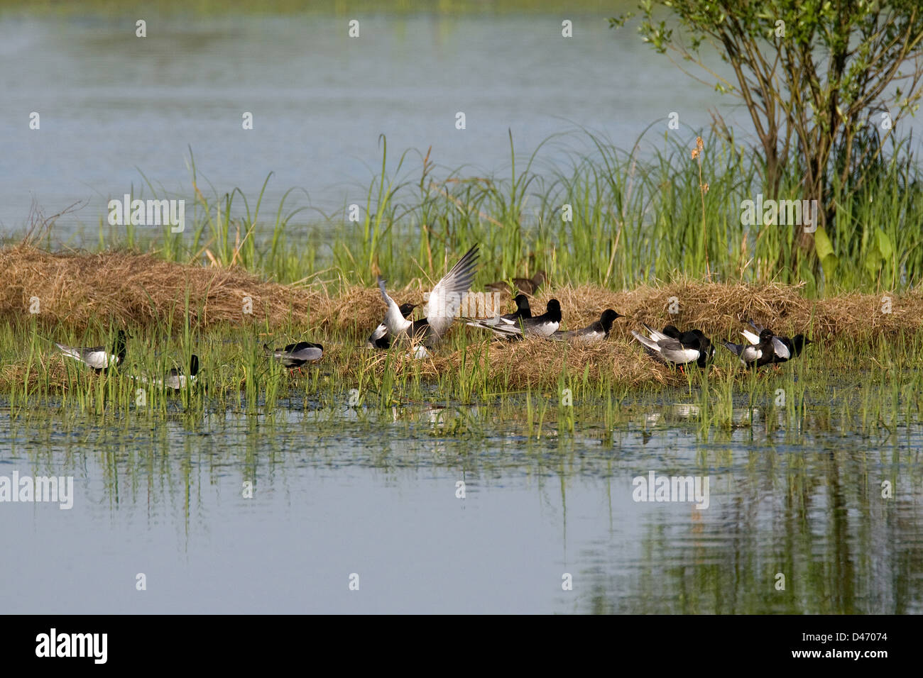 National Bird Of Belarus High Resolution Stock Photography and Images ...