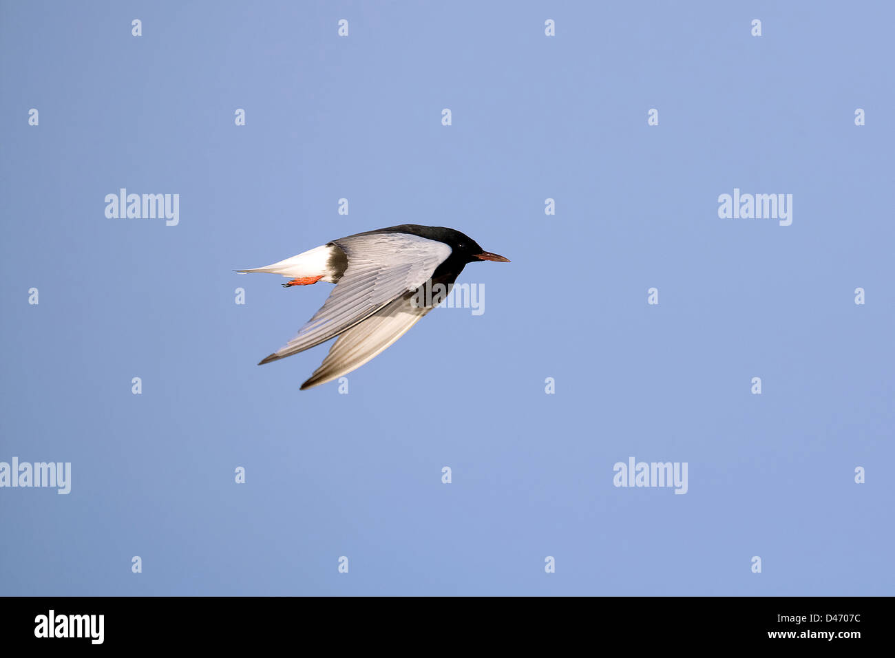 National Bird Of Belarus High Resolution Stock Photography and Images ...