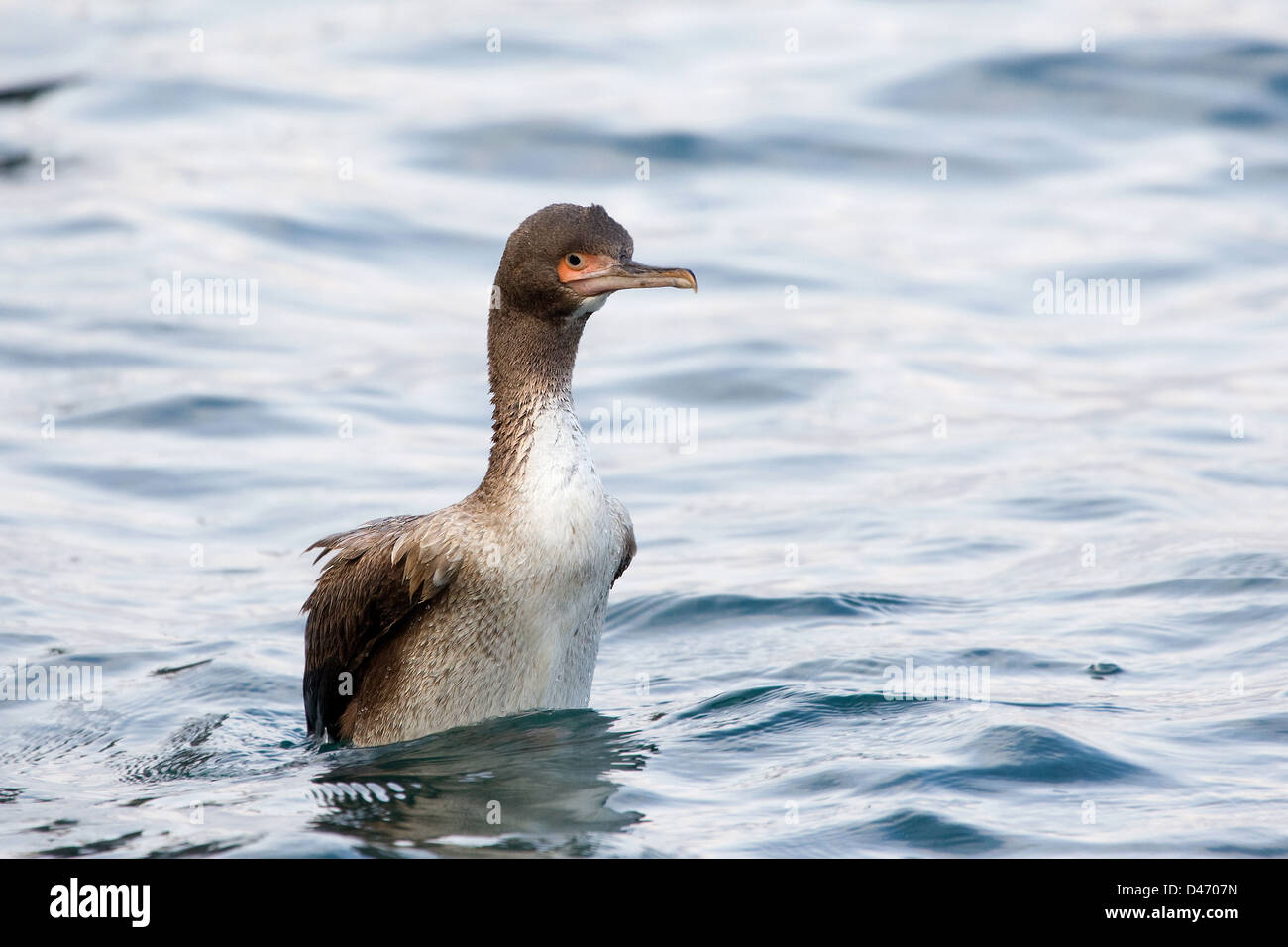 Guanay Cormorant, Guanay Shag (Phalacrocorax bougainvillii), swimming ...