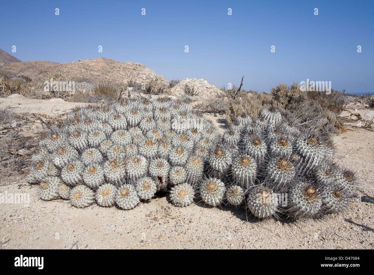 Cactus (Copiapoa dealbata). Llanos de Challe National Park, Huasco ...