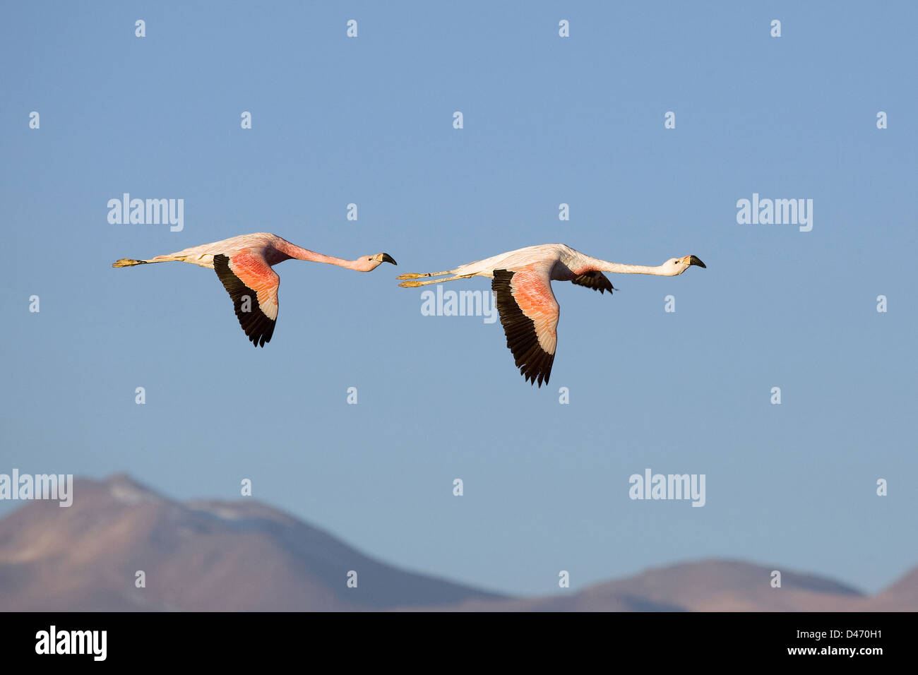 Andean Flamingo (Phoenicoparrus andinus), two adults in flight Stock ...