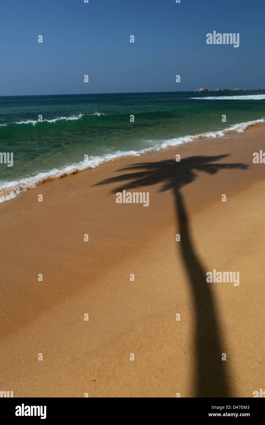 A shadow of a pine tree on a tropical beach in Sri Lanka Stock Photo ...
