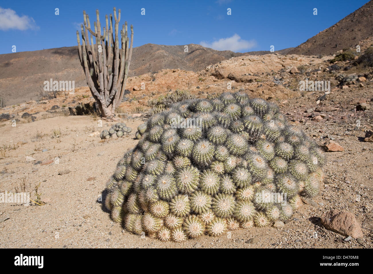 Cactus (Copiapoa cinerascens), Pan de Azucar National Park, Chanaral ...