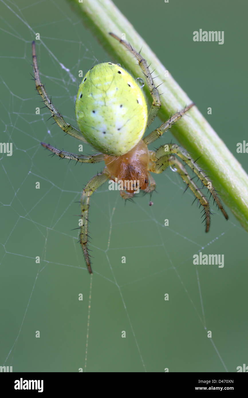 Cucumber Spider (Araniella cucurbitina) in its net Stock Photo - Alamy