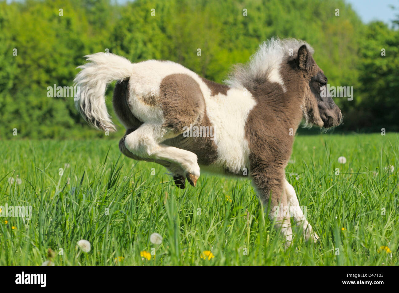 Shetland pony pinto foal bucking hi-res stock photography and images - Alamy